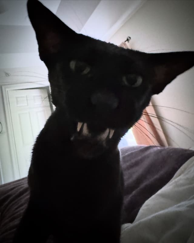 Larry - The Evil Cat | Story Blockchain Token