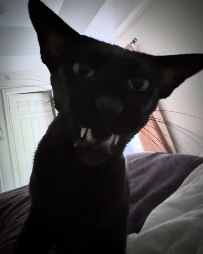 Larry - The Evil Cat | Story Blockchain Token